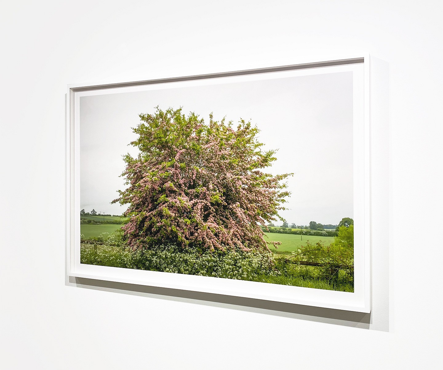Susanna Howe | Works | Sears Peyton Gallery