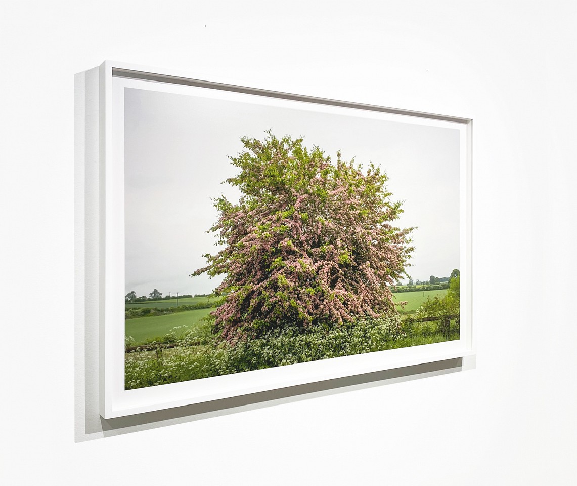 Susanna Howe | Works | Sears Peyton Gallery